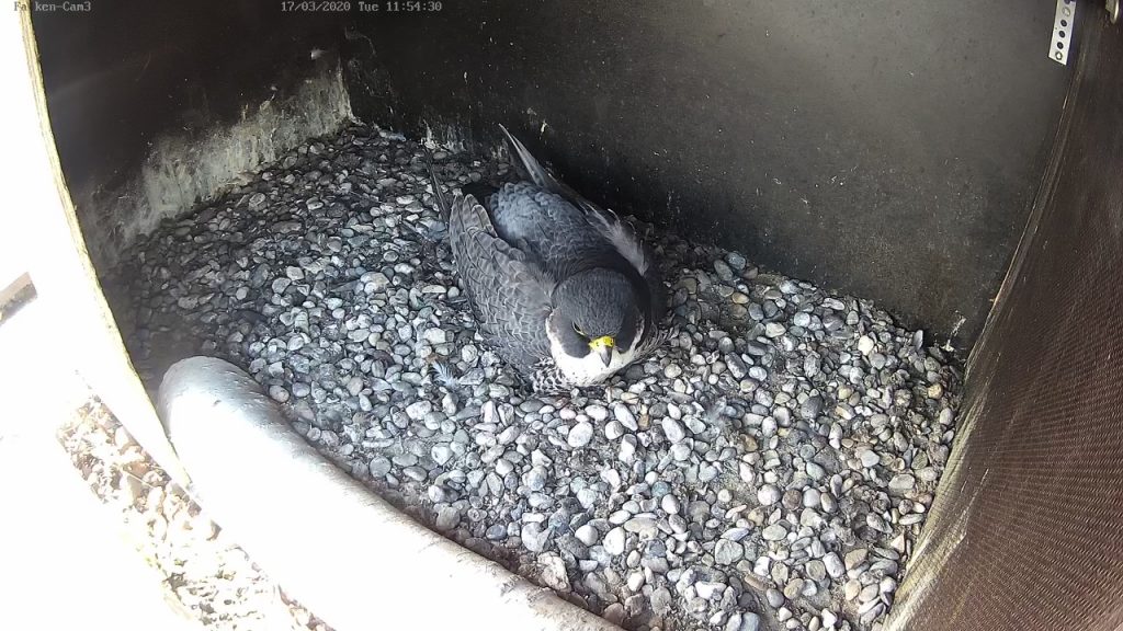 Das Who is Who unserer Falken – falcommunity